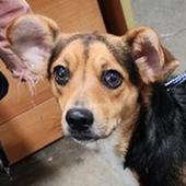 Mason County Animal Shelter, Point Pleasant, WV