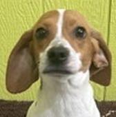 Mason County Animal Shelter, Point Pleasant, WV