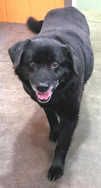 Mason County Animal Shelter, Point Pleasant, WV