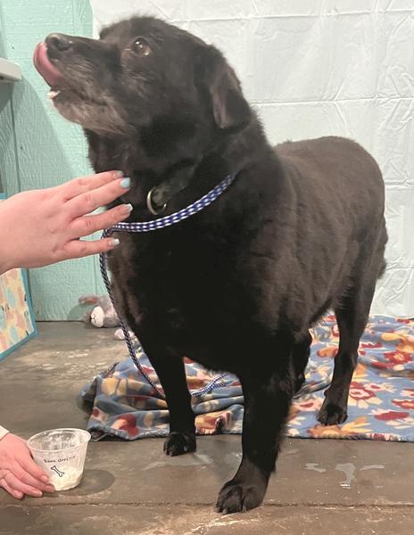 Mason County Animal Shelter, Point Pleasant, WV