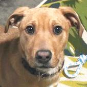 Mason County Animal Shelter, Point Pleasant, WV